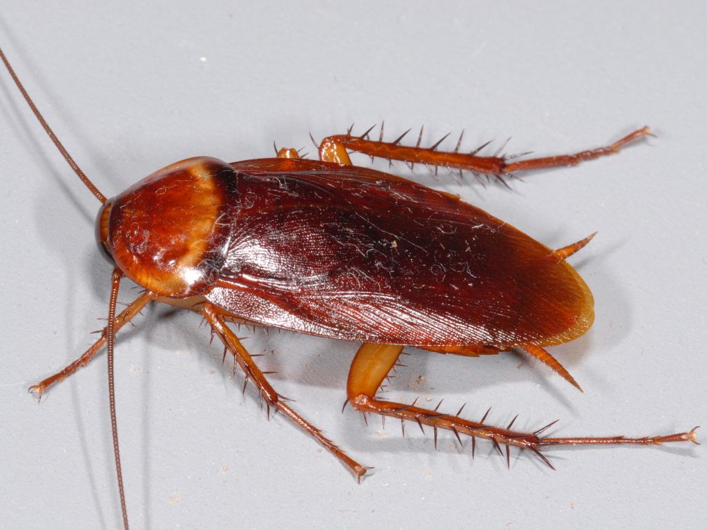 Roach Removal Pest Control Pros Fort Worth Texas